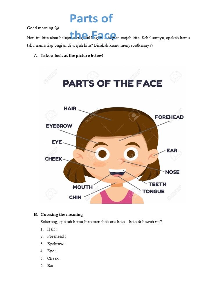Parts of The Face | PDF