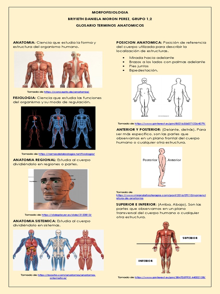 Glosario Anatomia Pdf Términos Anatómicos De Ubicación Sistema