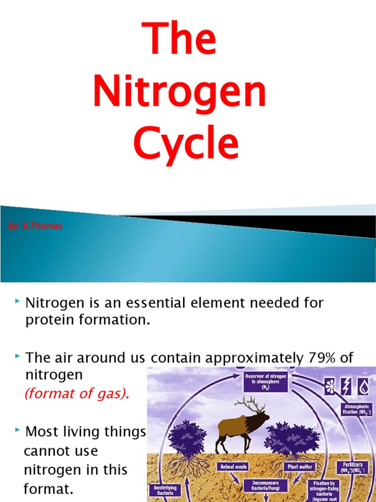 The Nitrogen Cycle: How Nature Transforms Nitrogen for Plant and Animal ...