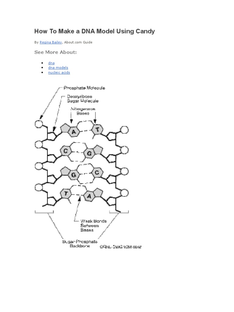 Candy DNA Model Instructions | PDF | Dna | Nucleotides