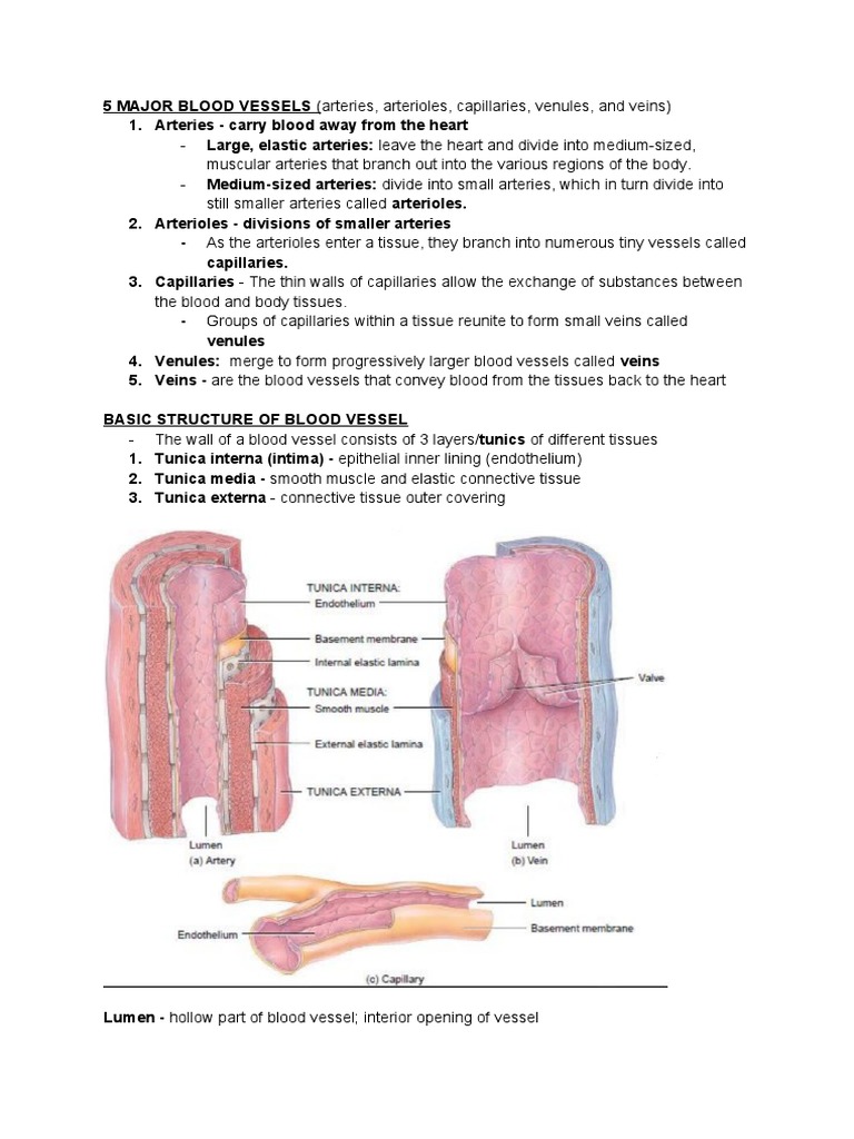 Blood Vessels & Hemodynamics | PDF | Artery | Blood Vessel