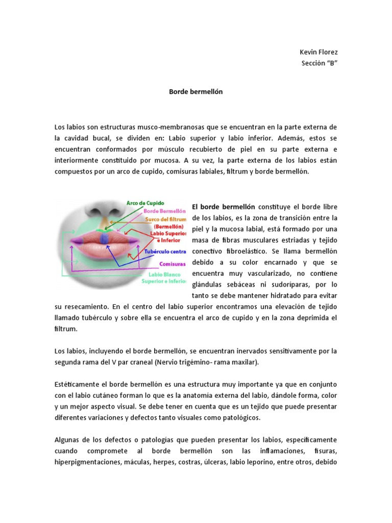 Borde Bermellón Pdf Labio Piel