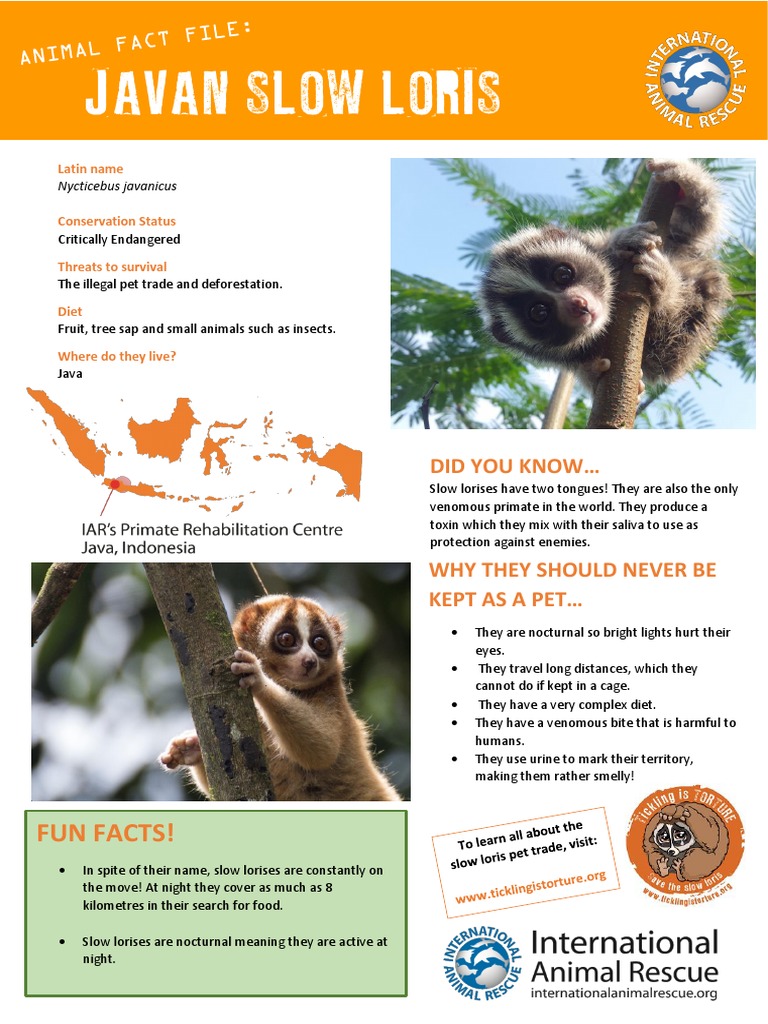 Javan Slow Loris Fact Sheet For School | PDF