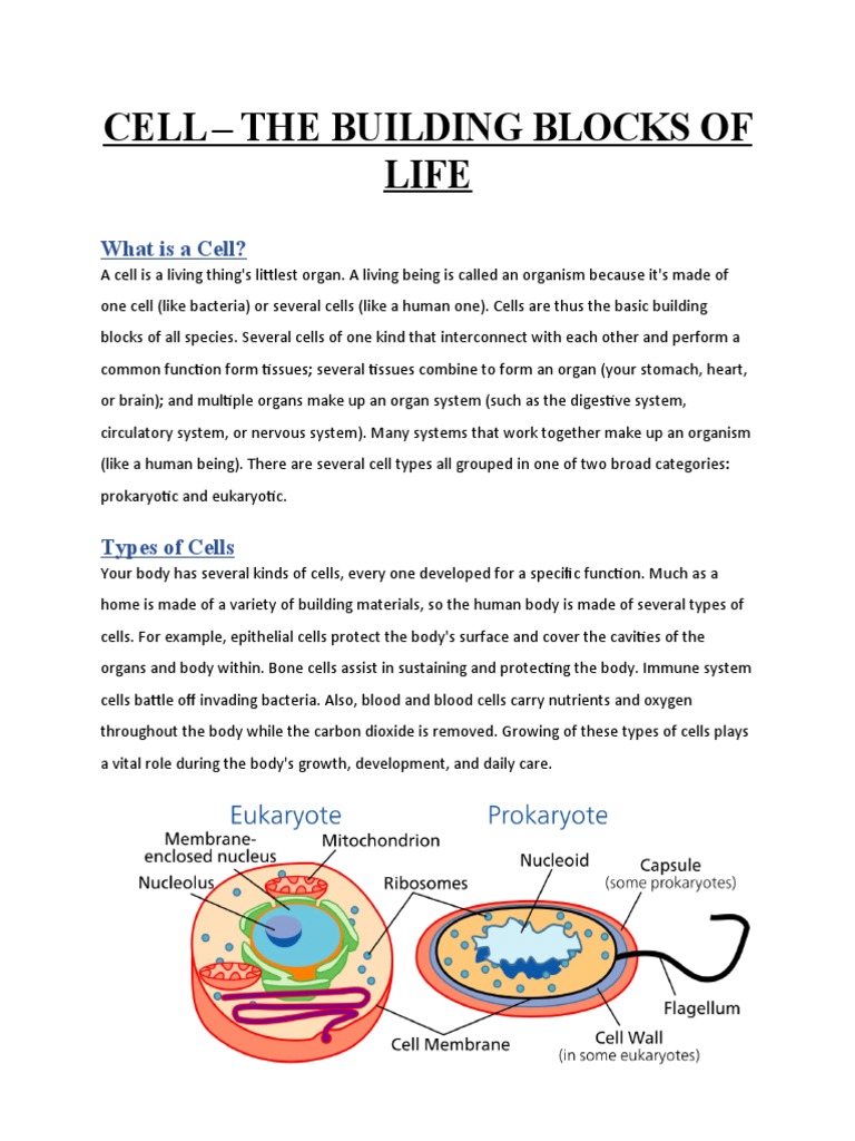 Cell Basics for Biology Students | PDF | Prokaryote | Cell (Biology)