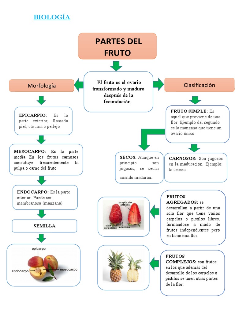 Bio-Mapa Concep Del Fruto | PDF