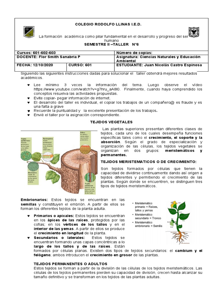 TALLER N°6 Solucion | PDF | Raíz | Tallo de la planta