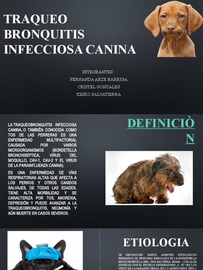 Traqueobronquitis Infecciosa Canina | PDF | Neumonía | Tos