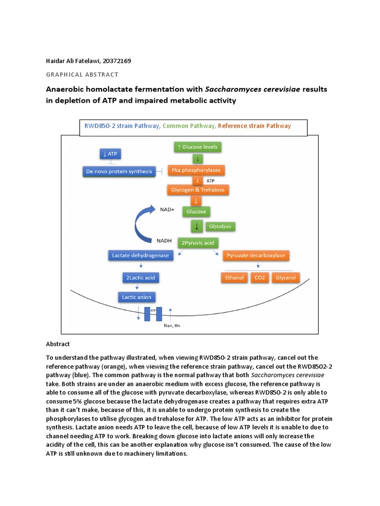 BCH2MBC Fatelawi 20372169 Assessment2 Year2020 | PDF