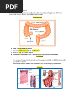 Colon Sigmoides | PDF | Intestino grueso | Recto