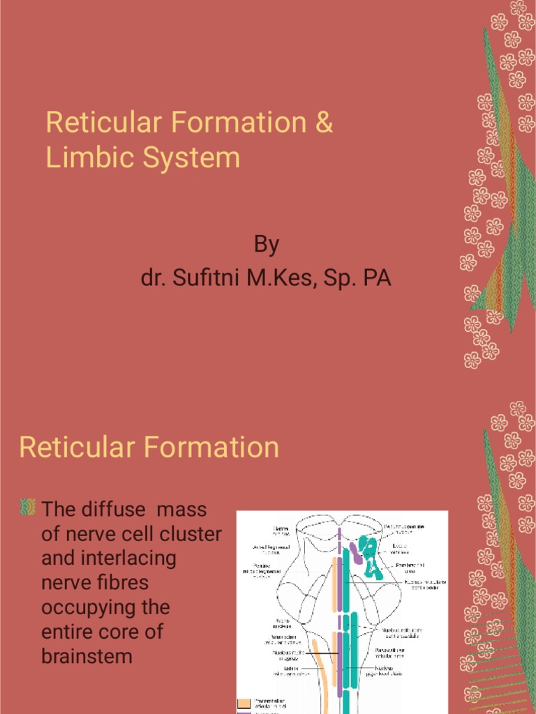 K 1 2 Formatio Reticularis & Sistem Limbik | PDF | Hippocampus Anatomy ...
