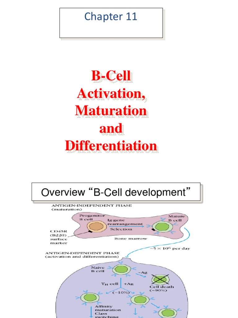 B-Cell Maturation, Activation and Differentiation (Chap.11) | PDF