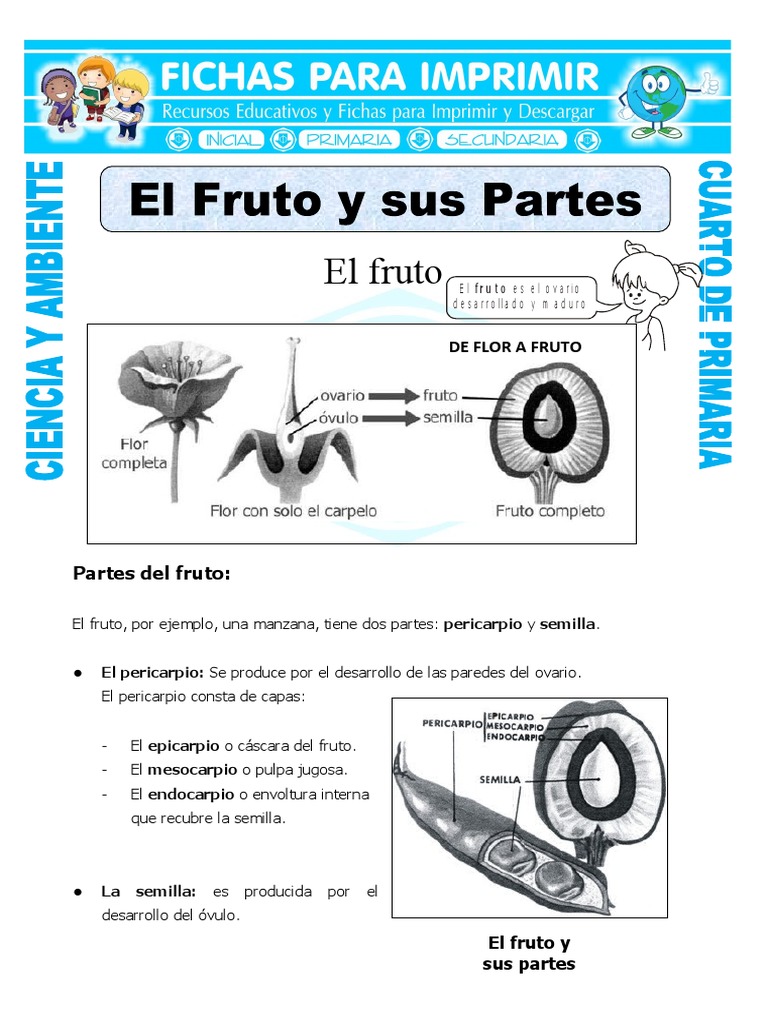 Ficha El Fruto y Sus Partes para Cuarto de Primaria | PDF | Semilla | Fruta