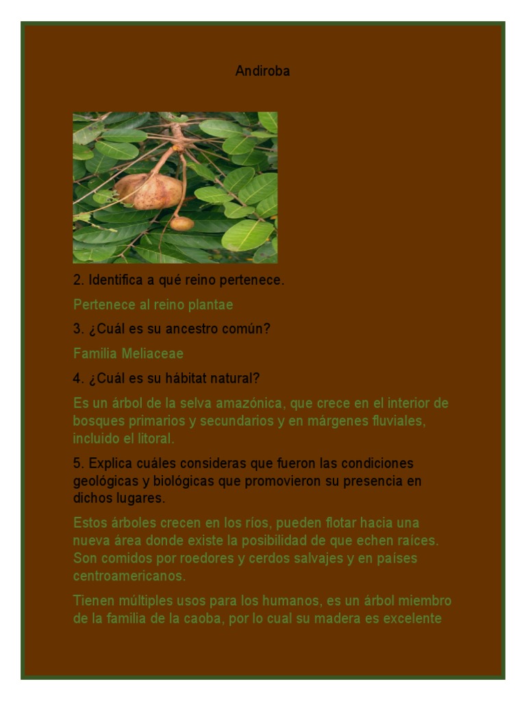 Andiroba: Usos y Hábitat en Amazonía | PDF