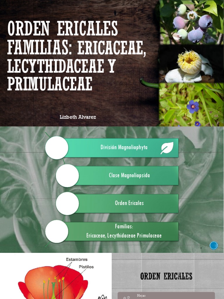 Orden Ericales | PDF | Flores | Morfología Vegetal