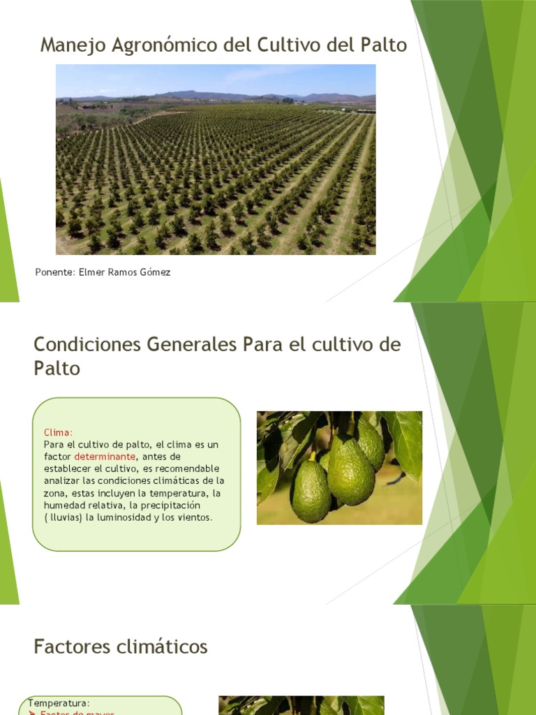 Manejo Agronómico Del Cultivo Del Palto | PDF | Aguacate | Suelo