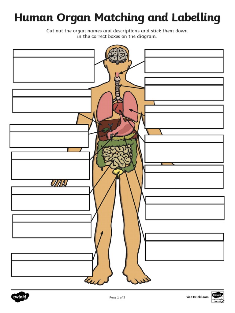 T He 153 Human Organ Matching and Labelling Activity Ver 2 | PDF ...