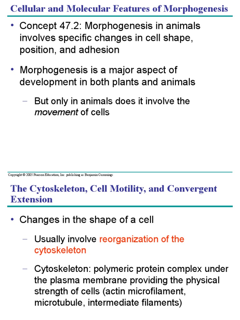 Axis Sumbu Tubuh (Materi 2) | PDF | Cytoskeleton | Biological Processes