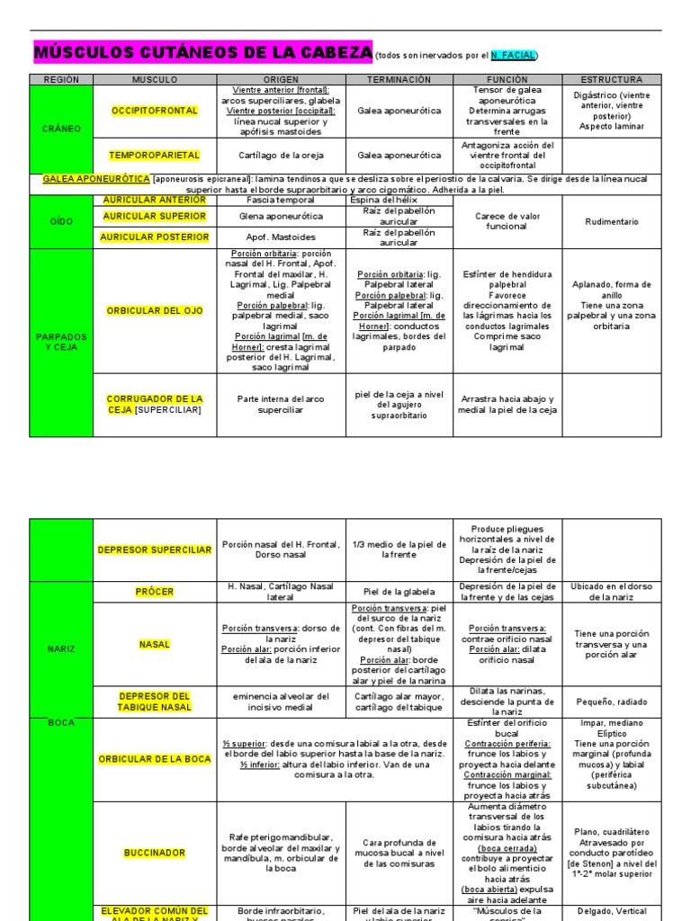 Musculos Cutaneos de La Cabeza | PDF | Sistema esquelético | Tejido suave
