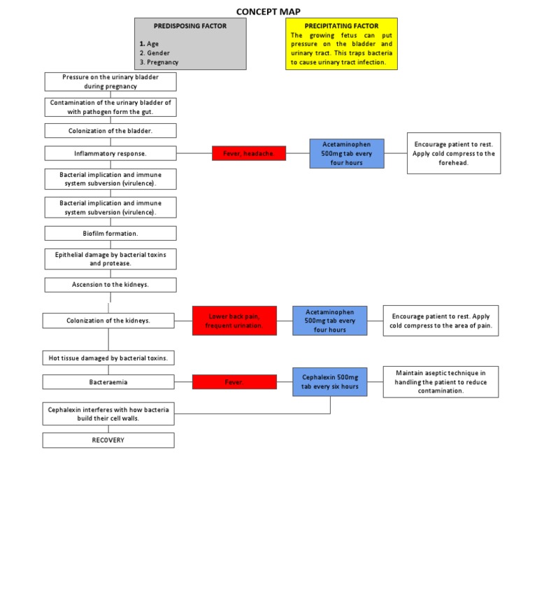 Concept Map UTI Pregnant | PDF | Urinary Tract Infection | Urinary System