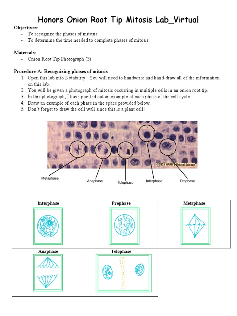 Honors+Onion+Root+Mitosis+Lab Virtual | PDF | Mitosis | Cellular Processes