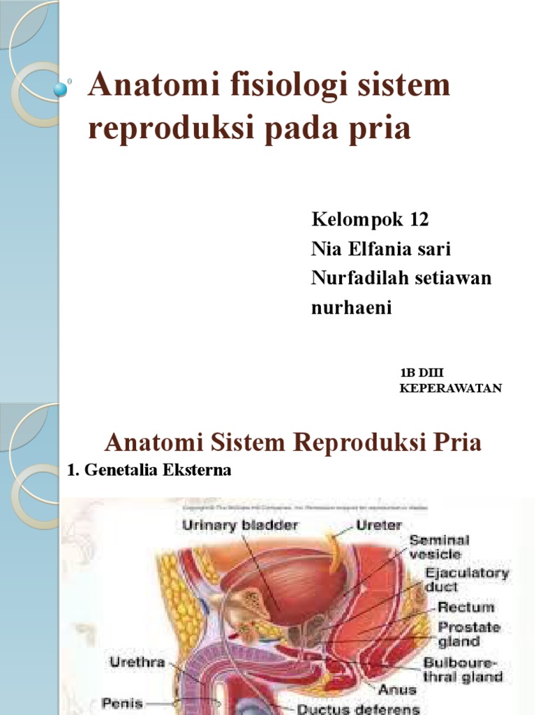 Sistem Reproduksi Pria | PDF
