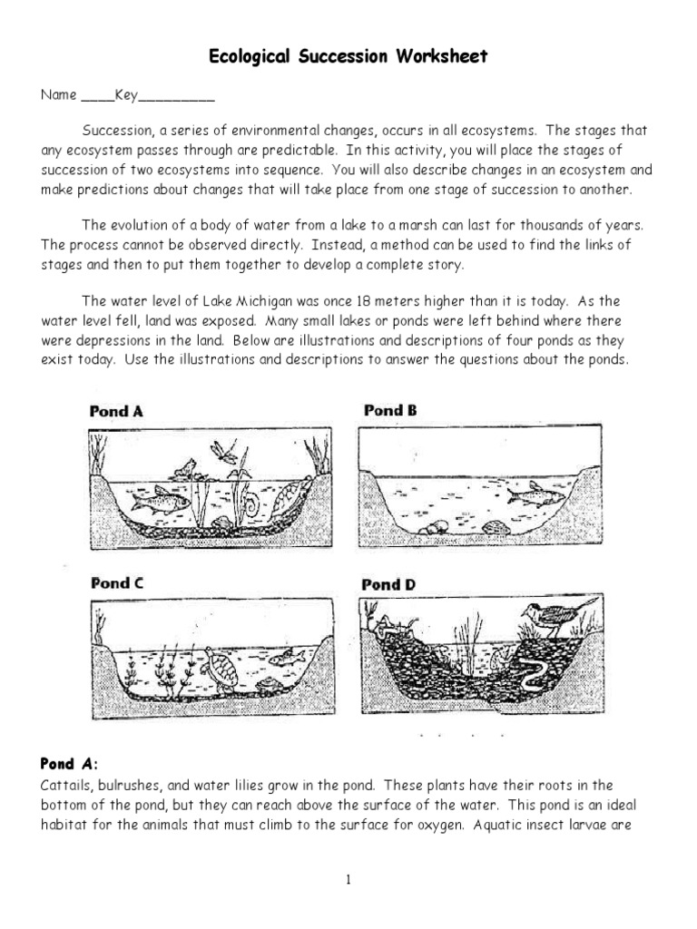 Ecological Succession Worksheet: Pond A | PDF | Pond | Shrub