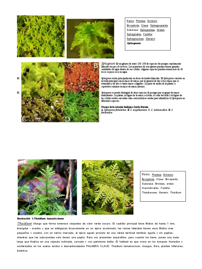 Helechos y Muzgos... | PDF | Musgo | Organismos