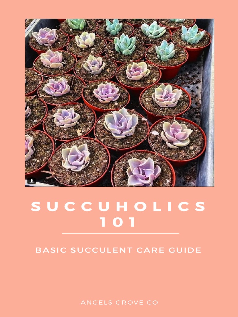 Succuholics 1 0 1: Basic Succulent Care Guide | PDF | Succulent Plant ...