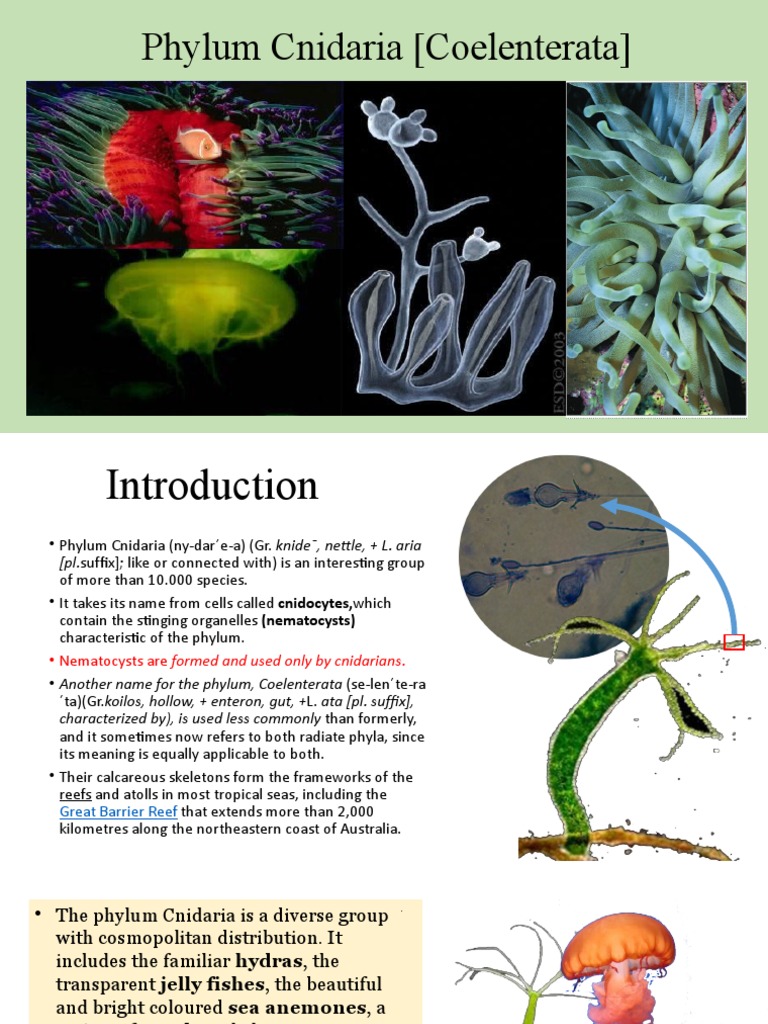 Phylum Cnidaria (Coelenterata) | PDF | Venomous Animals | Aquatic Animals