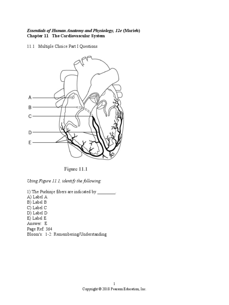11.1 Multiple Choice Part I Questions: Chapter 11 The Cardiovascular ...