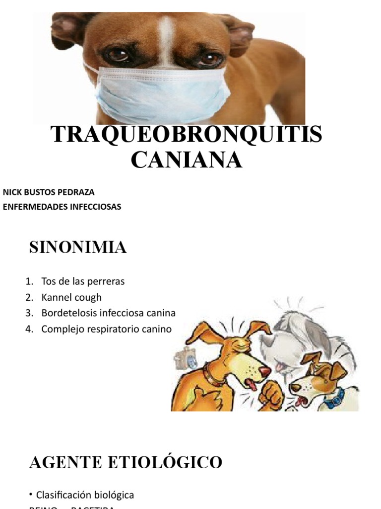 Traqueobronquitis canina: agente etiológico, transmisión, signos ...