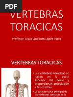 Anatomía Sacro-Coxígea en Radiología | PDF | Vértebra | Anatomía humana