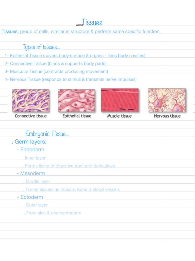 Anatomy Notes Week3 | PDF | Epithelium | Connective Tissue