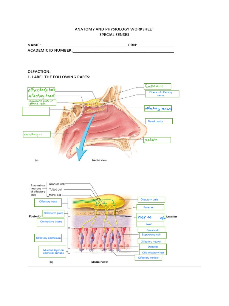 Students Worksheet For Special Senses | PDF | Olfactory System | Olfaction