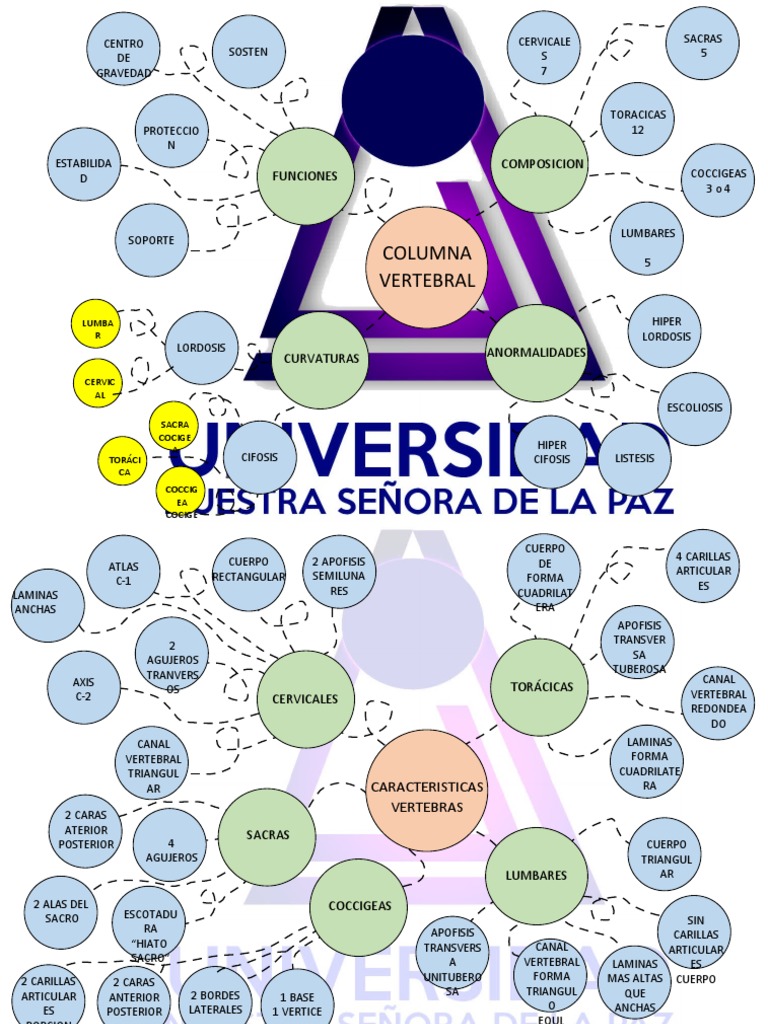 Mapa Mental Columna Vertebral 1 | PDF | Vértebra | La columna vertebral