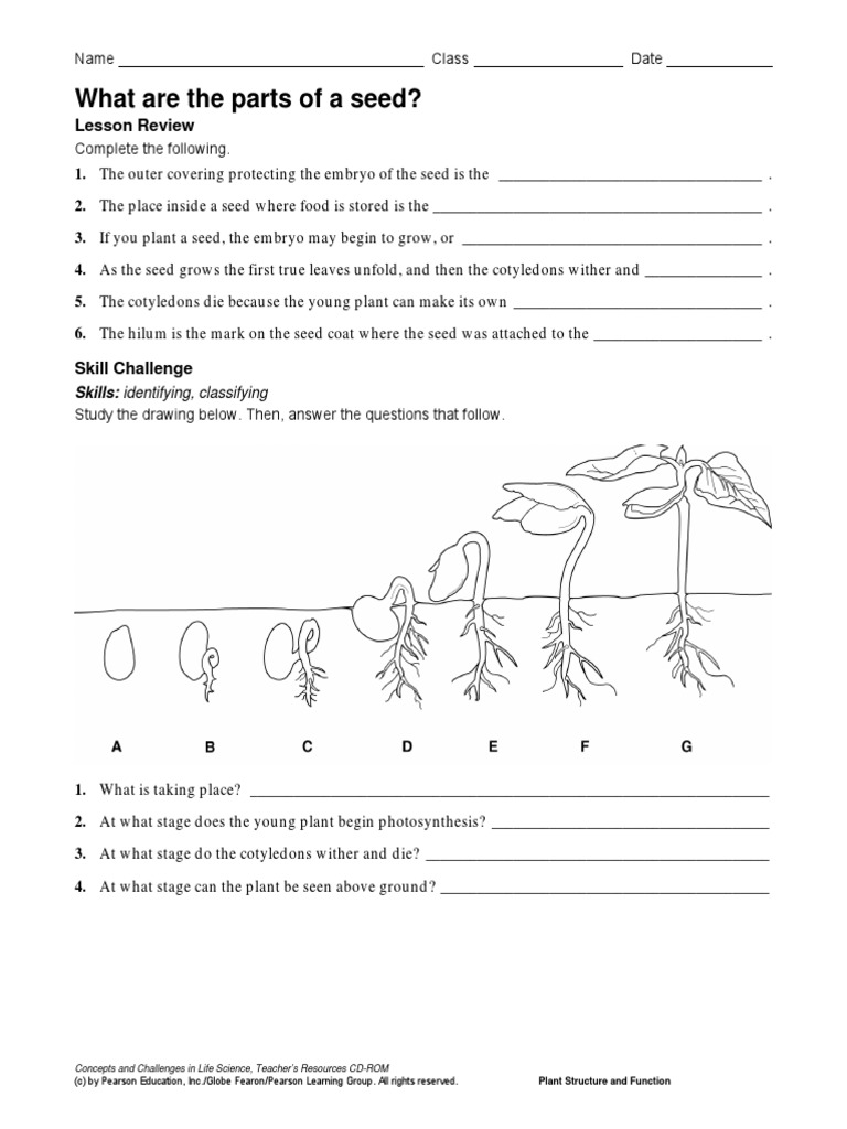 What Are The Parts of A Seed?: Lesson Review | PDF
