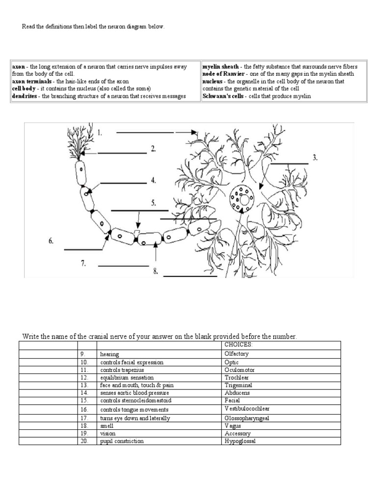 Write The Name of The Cranial Nerve of Your Answer On The Blank ...