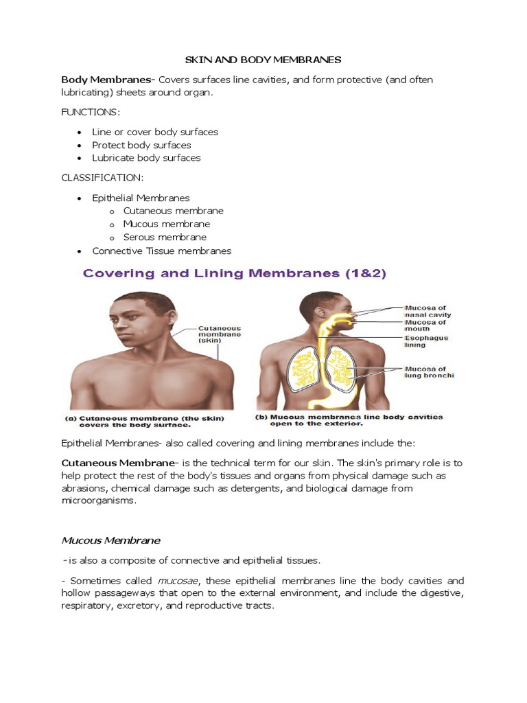 Skin and Body Membranes | PDF | Skin | Epidermis