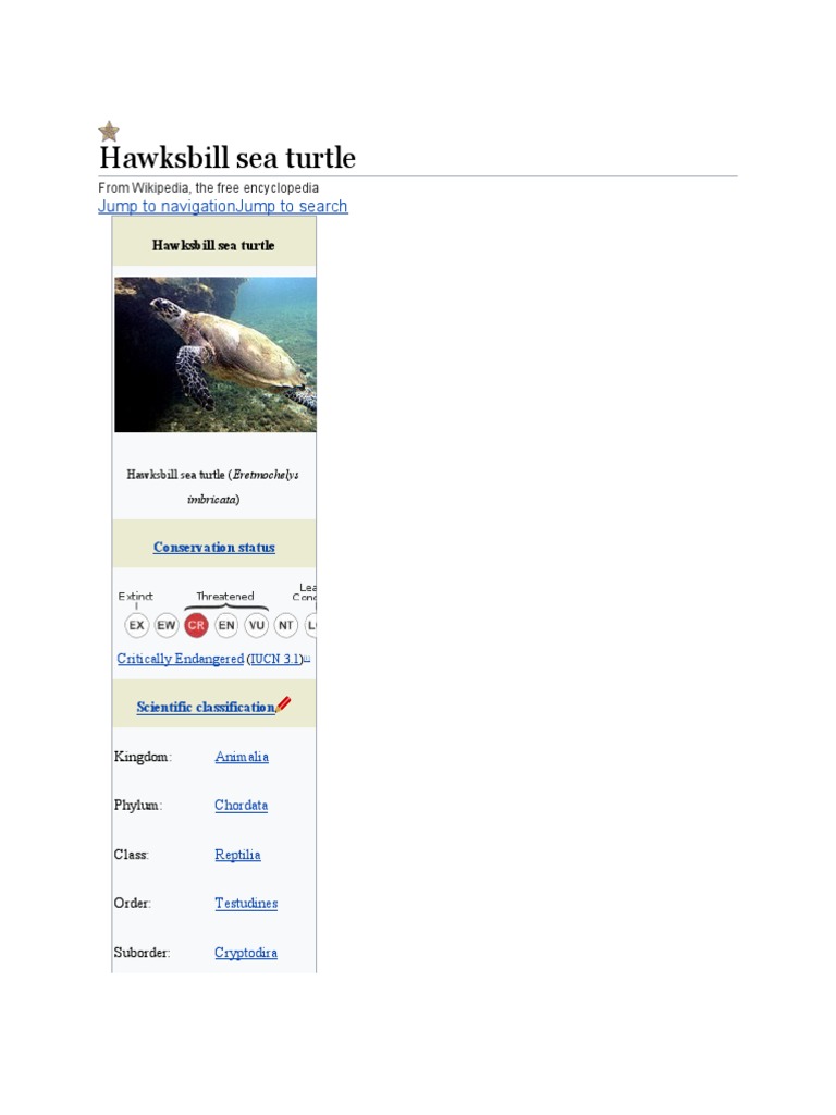 Hawksbill Sea Turtle | PDF | Nature