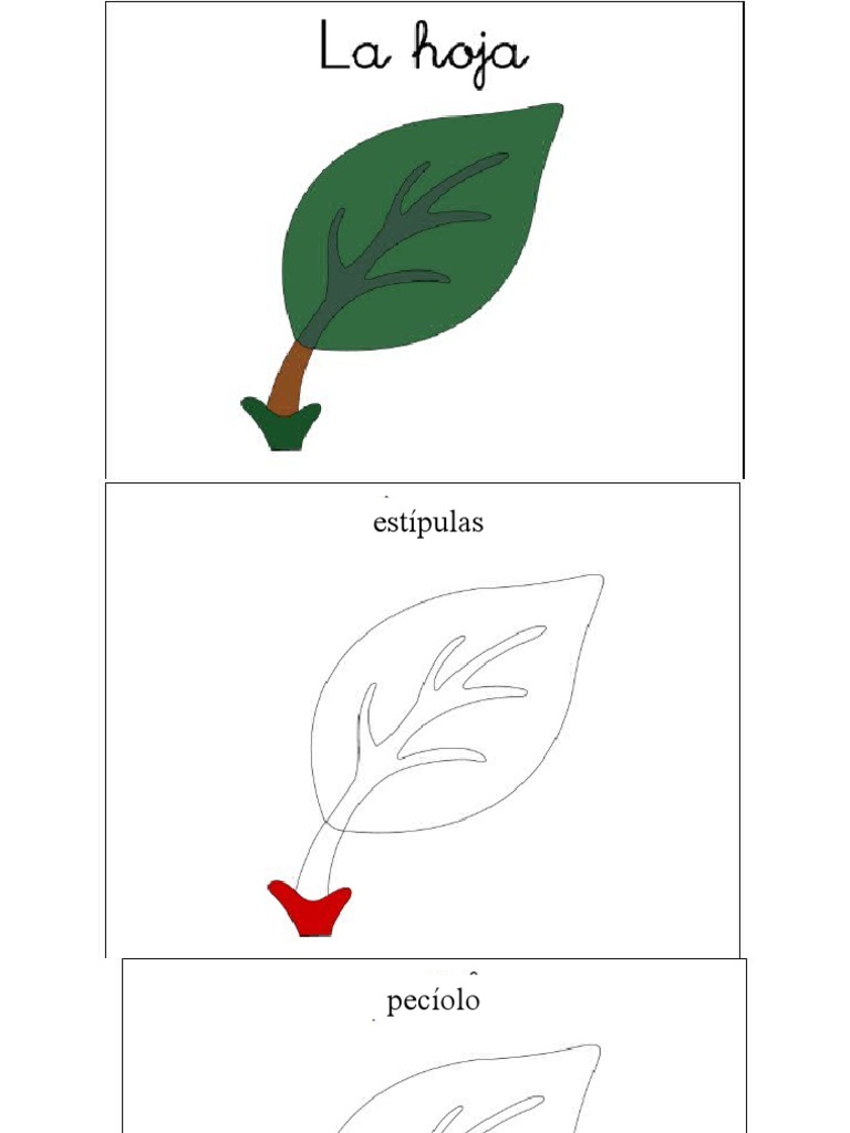 Partes de La Hoja | PDF