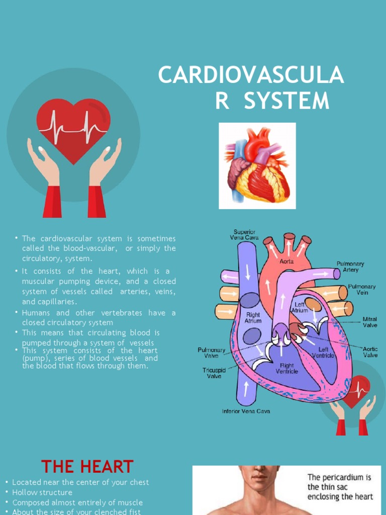 Cardiovascular System | PDF | Circulatory System | Atrium (Heart)