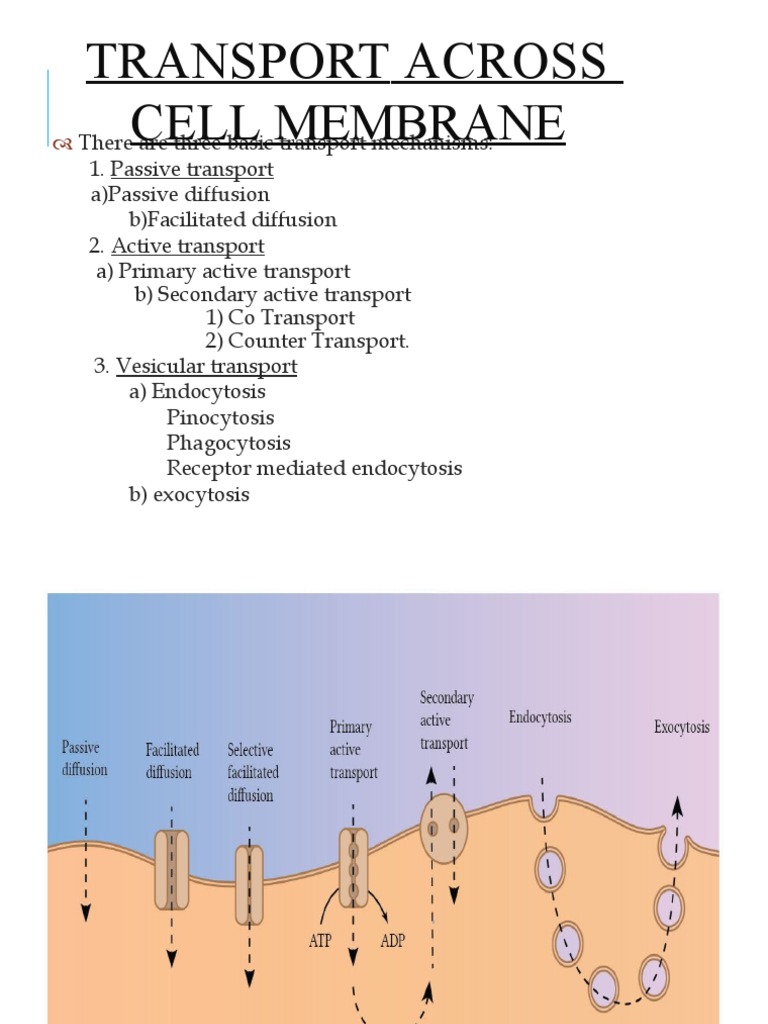 Transport Across Cell | PDF | Cell Membrane | Membrane Biology
