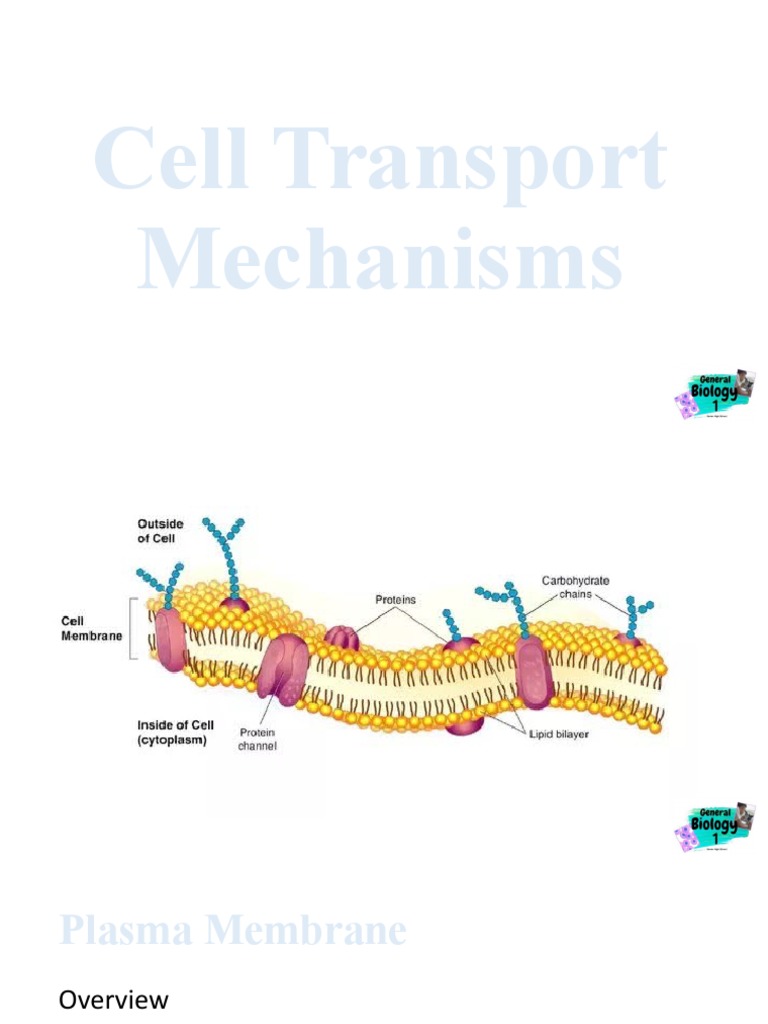 Cell Transport Mechanisms Overview | PDF | Cell Membrane | Osmosis
