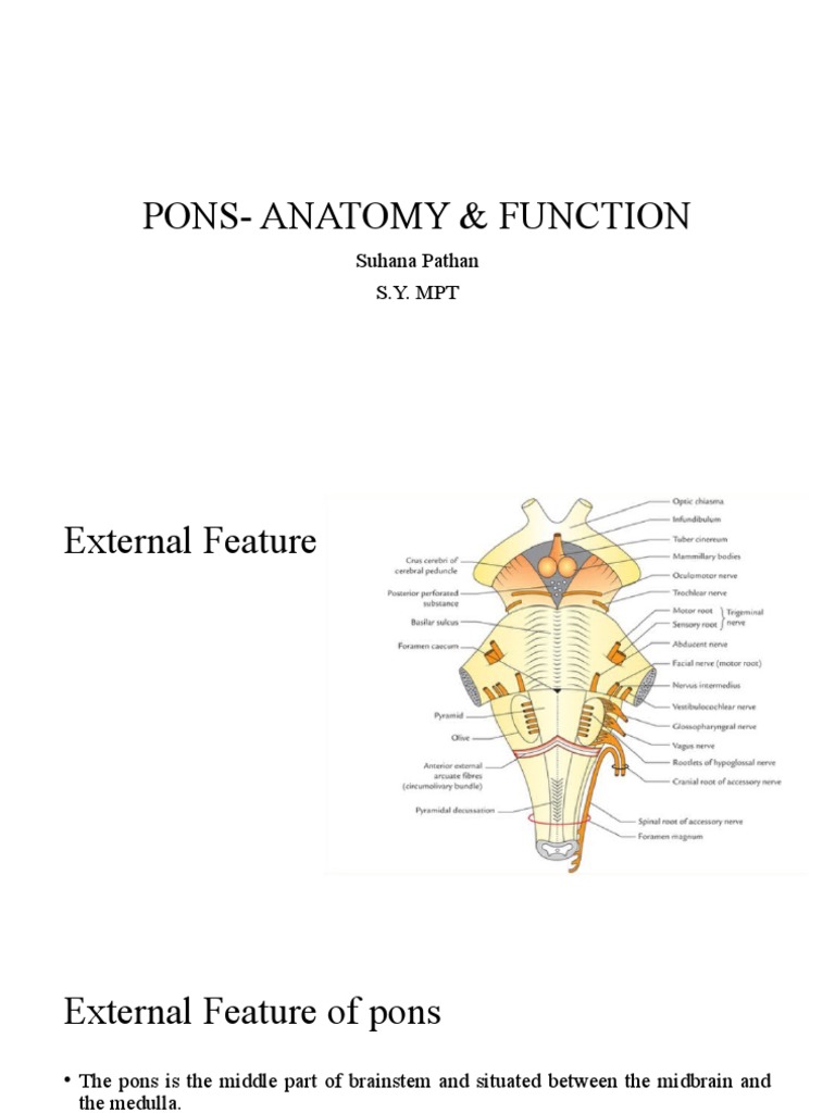 Pons - Anatomy & Function | PDF | Neuroanatomy | Human Anatomy