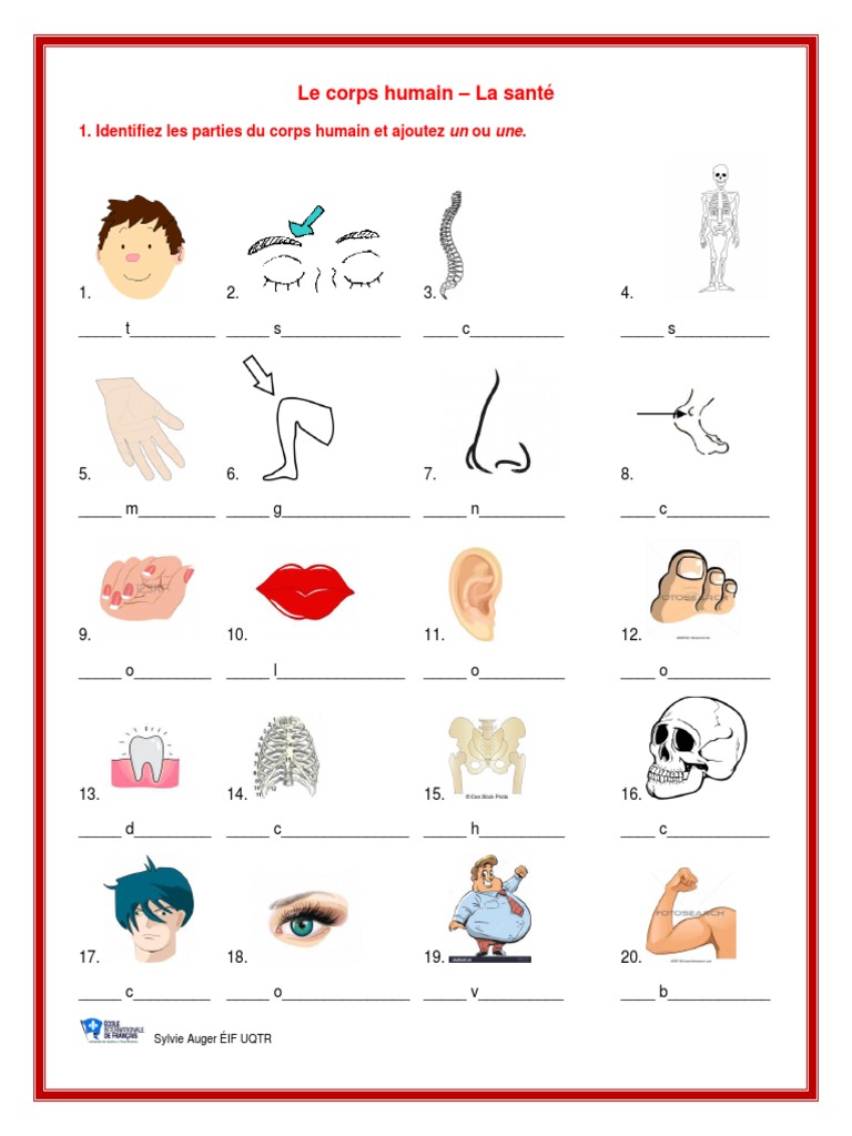 Exercices sur le corps humain | PDF | Pied | Anatomie