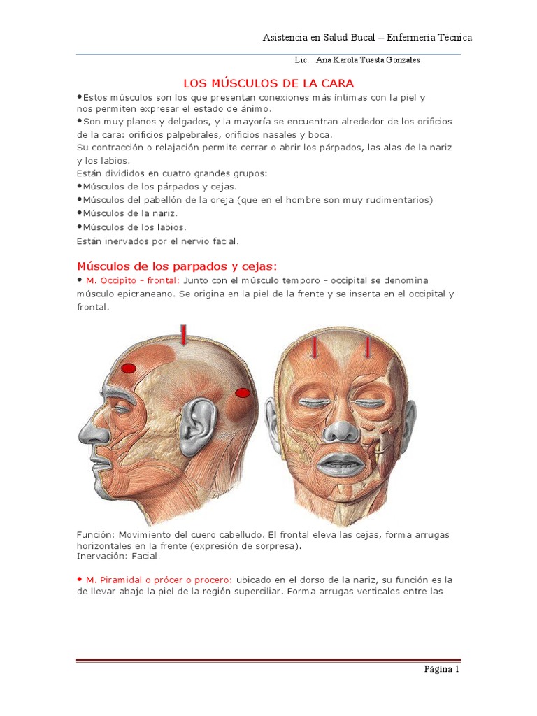 Musculos de La Cara | PDF | Cabeza y cuello humanos | Rasgos faciales