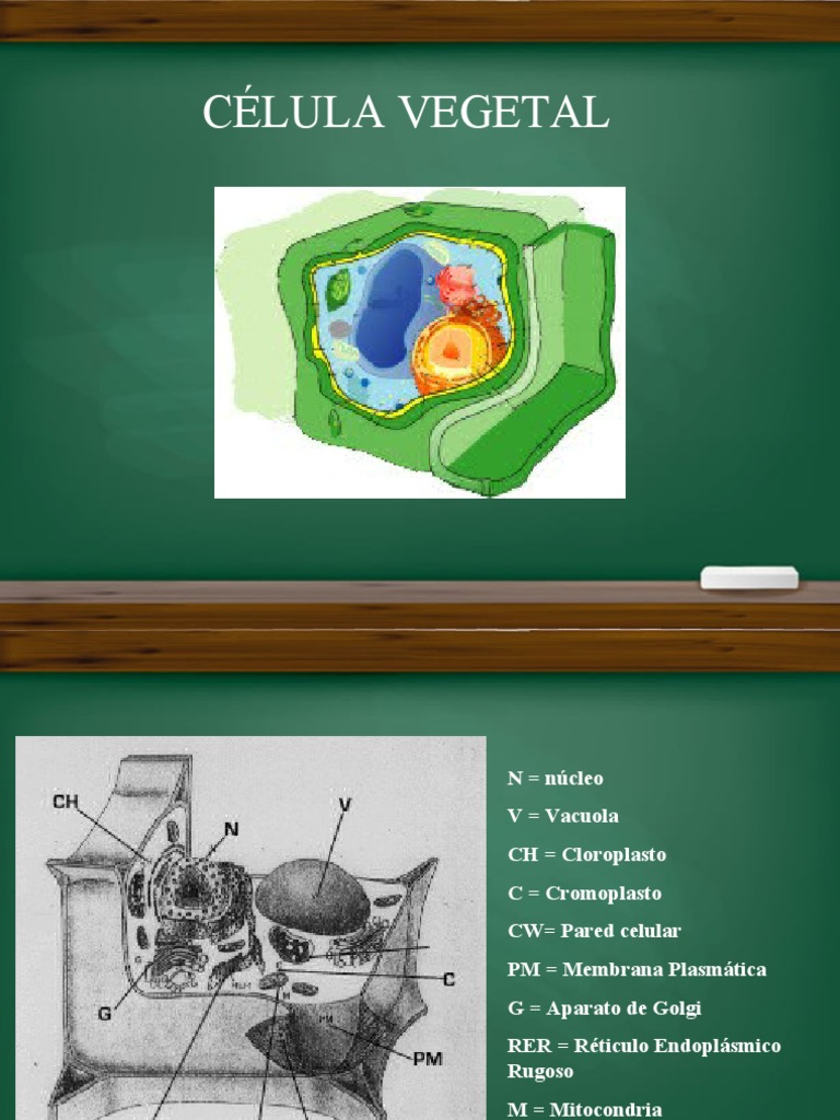 Celula Vegetal | PDF | Vacuole | Plantas