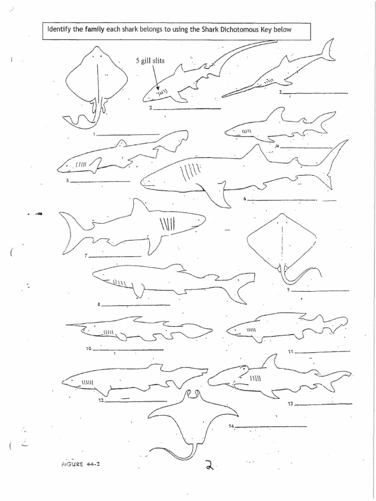 Biology 11 - Shark Dichotomous Key Worksheet | PDF | Aquatic Organisms ...