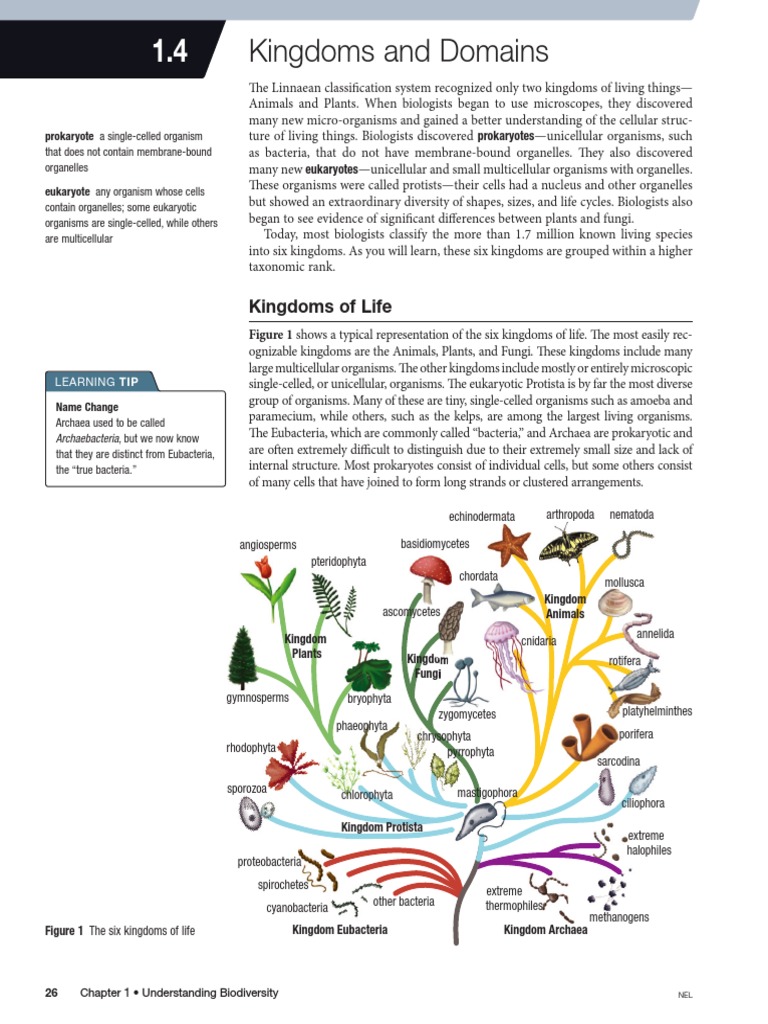 Biology 11 - 1.4 Kingdoms and Domains | PDF | Eukaryotes | Organisms