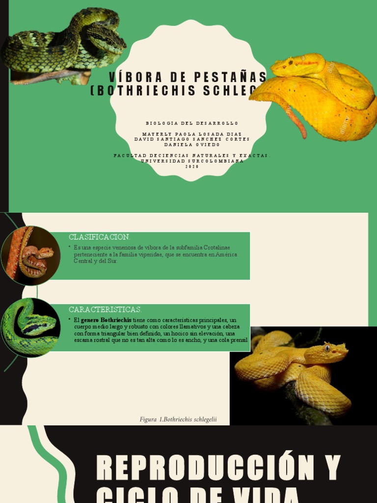 Biología de la Víbora de Pestañas | PDF